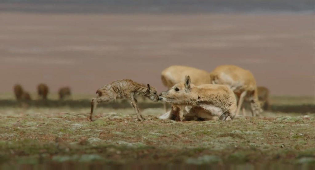 Disneynature's Born in China Trailer - Coming Earth Day 2017 - Pro Pet Hero