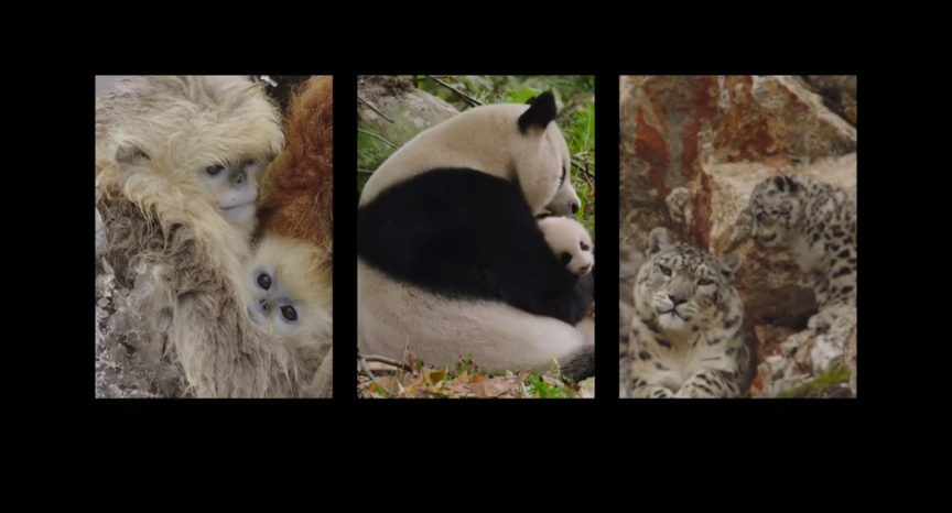 Disneynature's Born in China Trailer - Coming Earth Day 2017 - Pro Pet Hero
