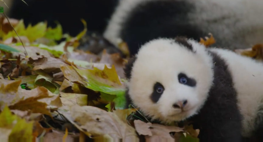 Disneynature's Born in China Trailer - Coming Earth Day 2017 - Pro Pet Hero
