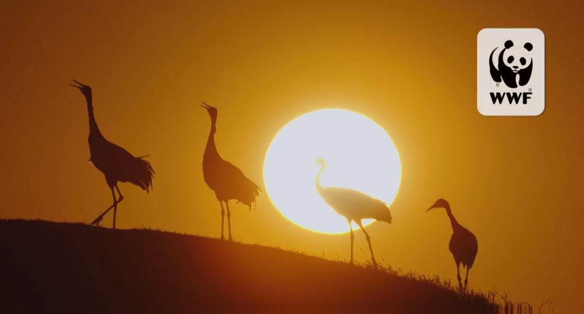 Disneynature's Born in China Trailer - Coming Earth Day 2017 - Pro Pet Hero