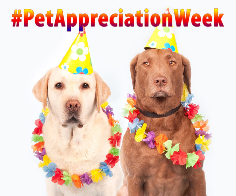Things to do for your Pet during Pet Appreciation Week - Pro Pet Hero