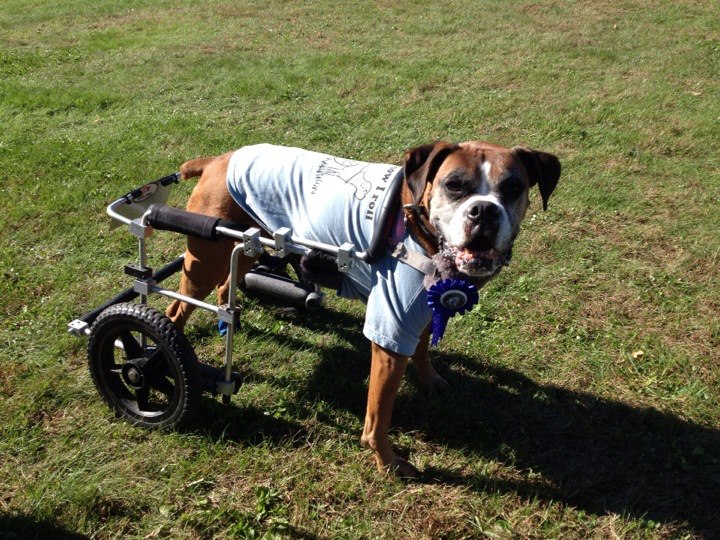 What's Up Wednesday - How Handicapped Dogs Changed My Life - Pro Pet Hero