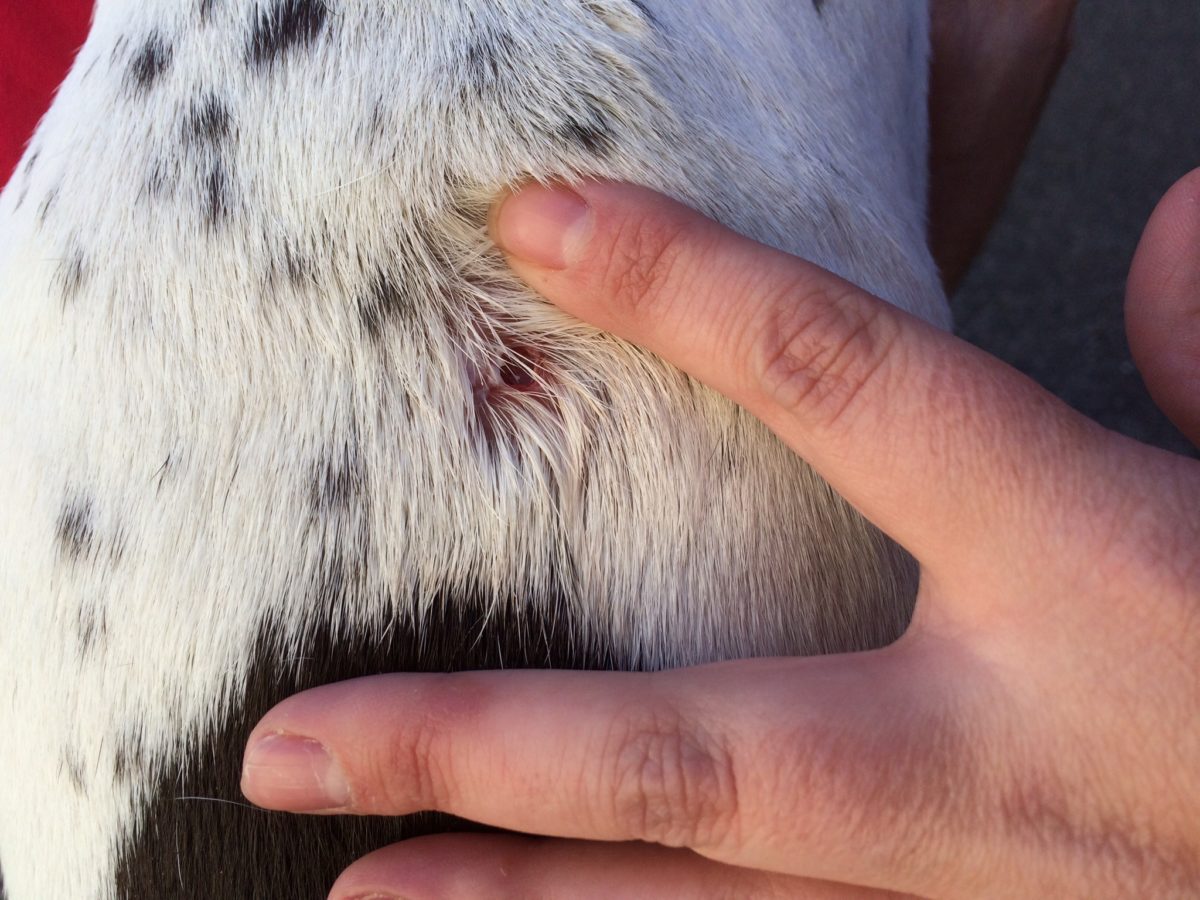 Blog Series: 5 Common Issues with Your Pets; #1 Cuts, Punctures or ...