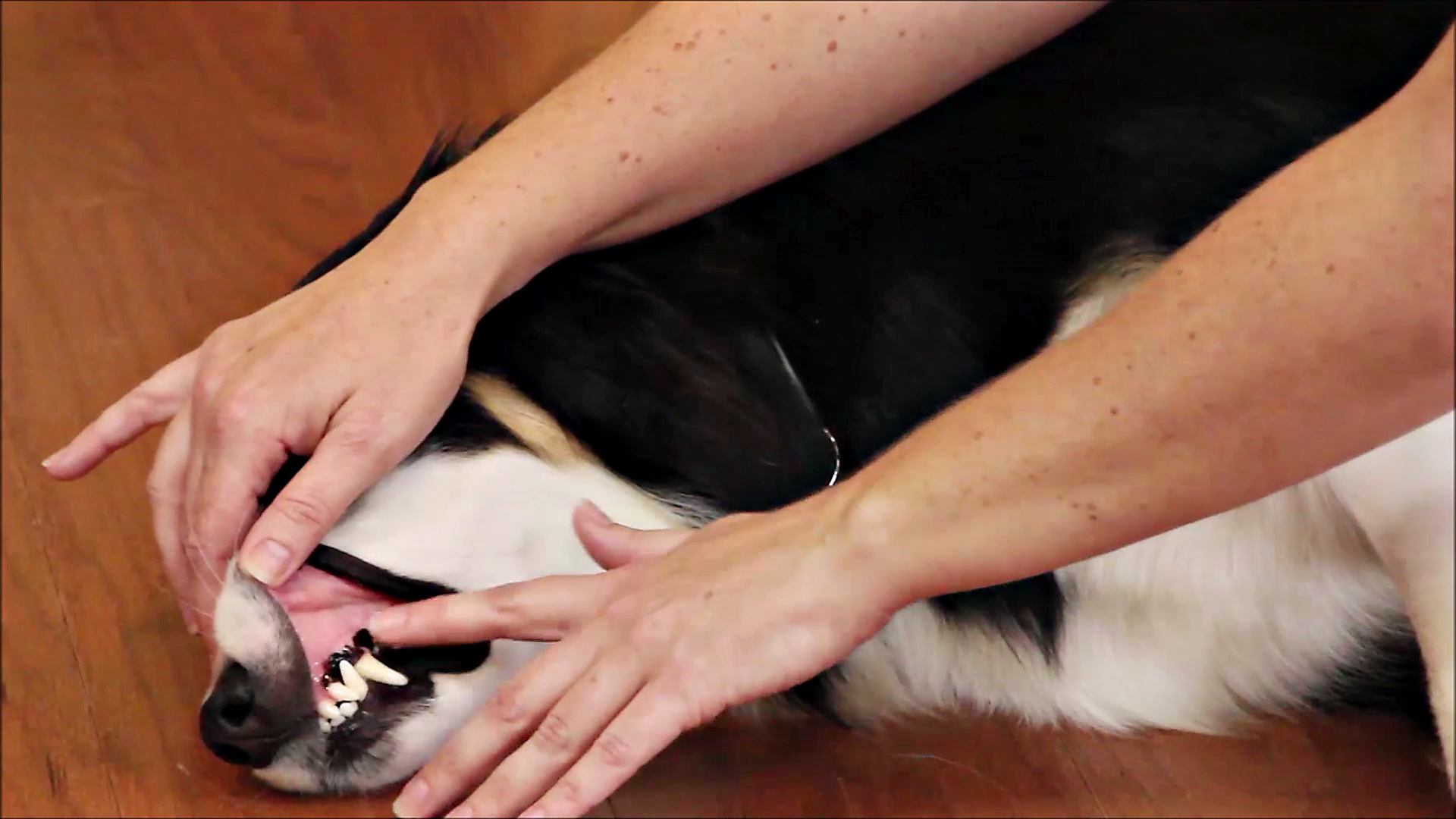 Pet Education for the Pet Care Professional - Pro Pet Hero