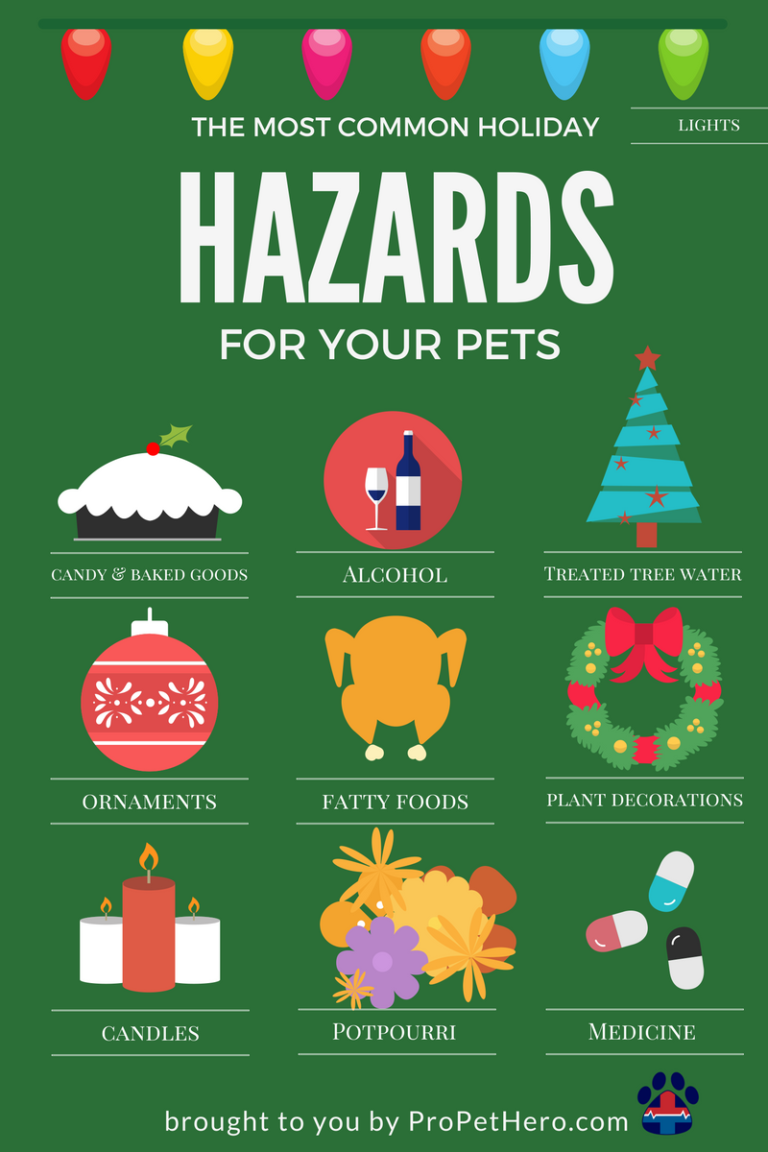 The Most Common Holiday Hazards for Your Pets - Pro Pet Hero