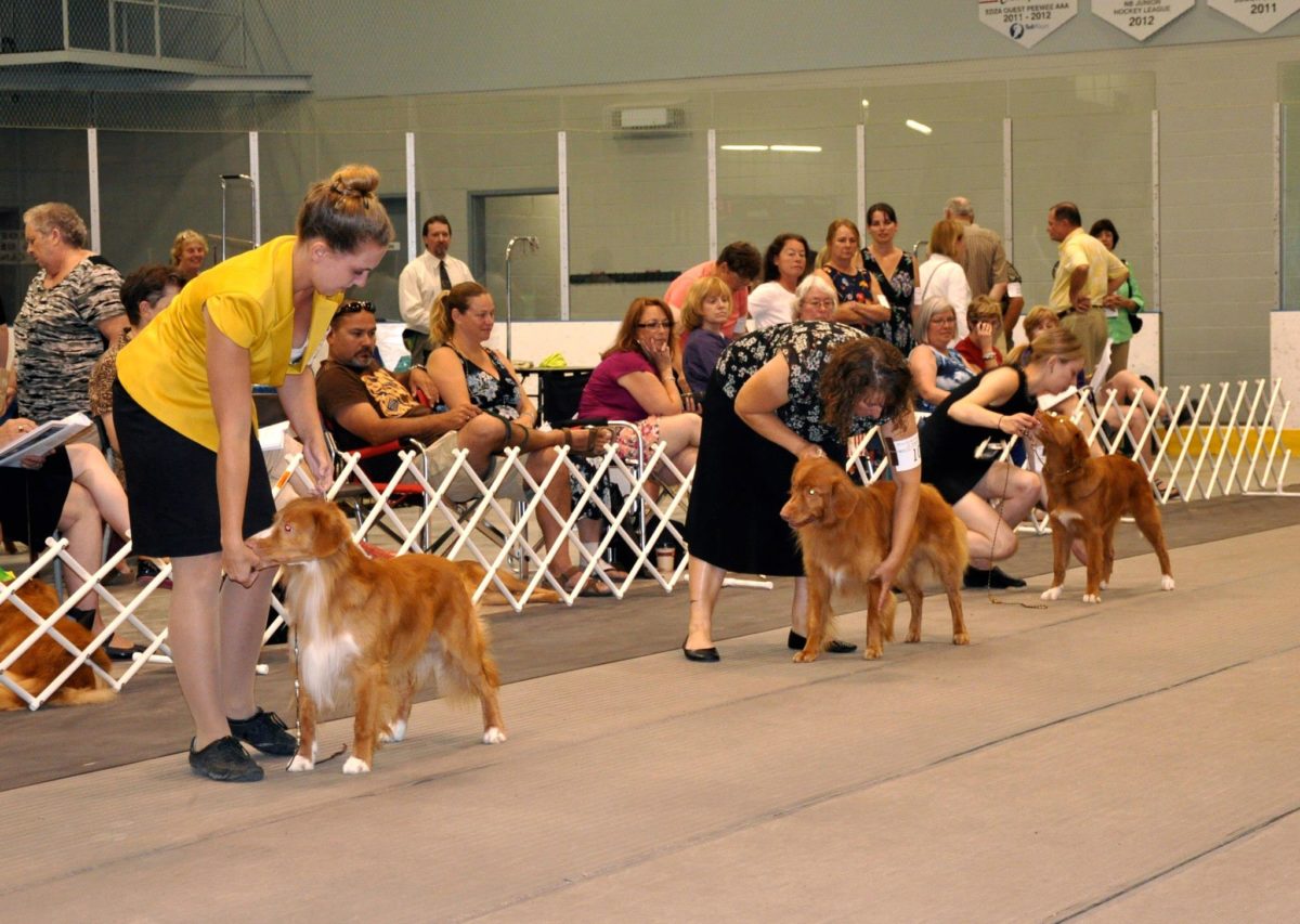 Going to a Dog Show - Pro Pet Hero