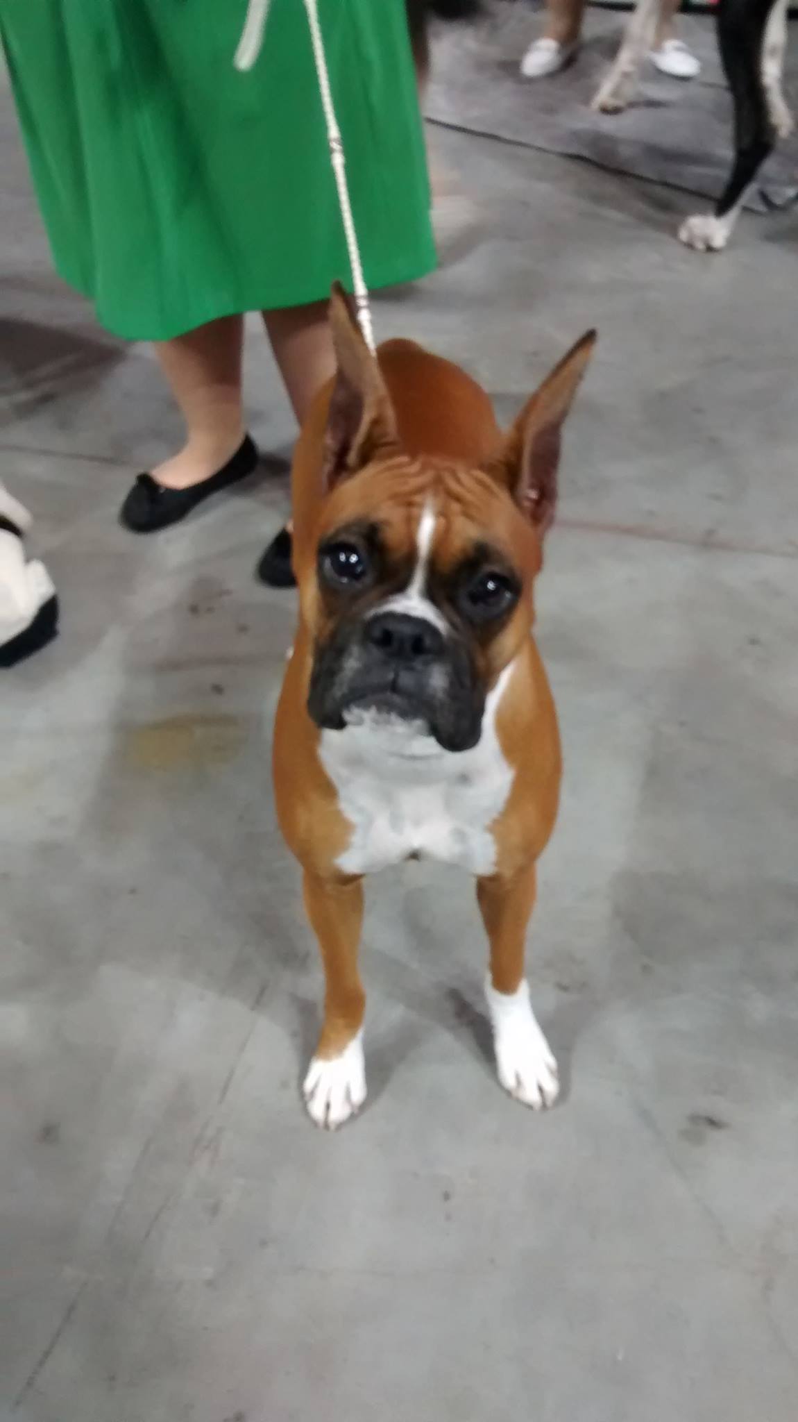 Dog Shows - More Than Just Fancy Dogs - Pro Pet Hero