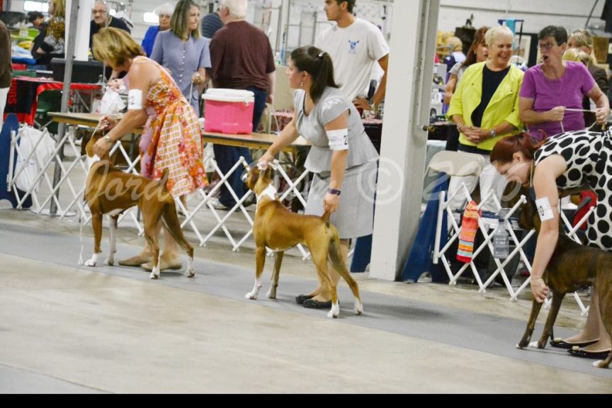 Dog Shows - More Than Just Fancy Dogs - Pro Pet Hero