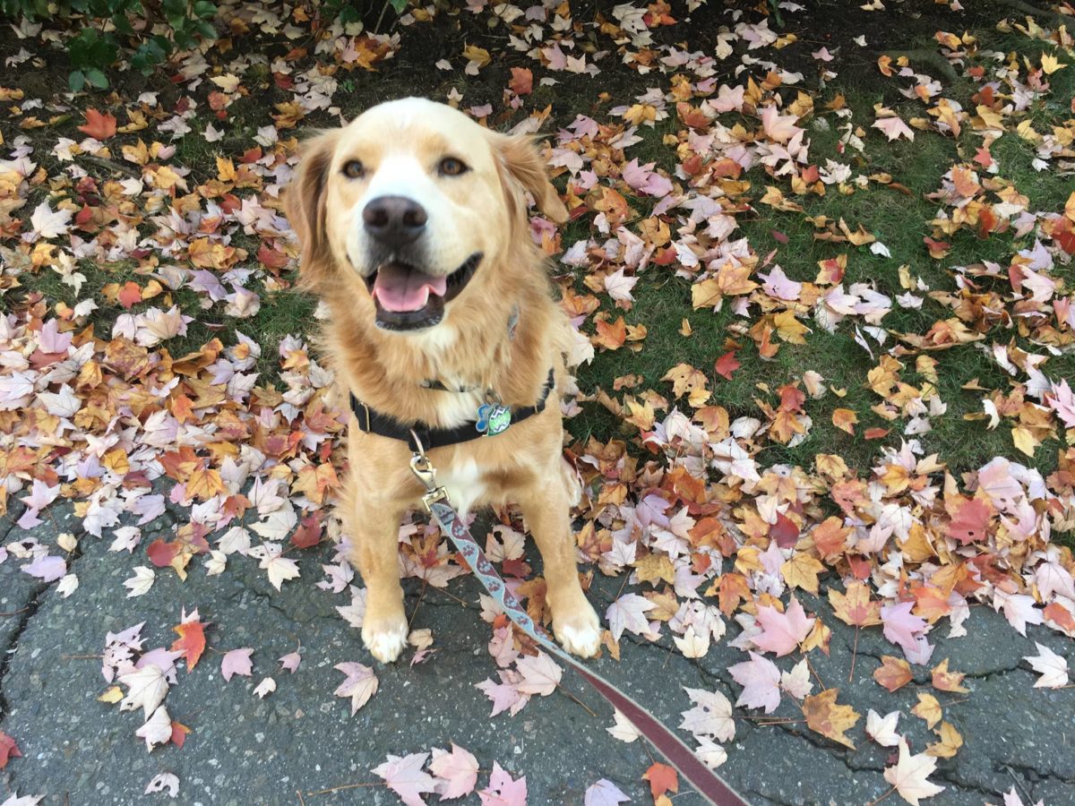 National Mutt Day - Pro Pet Hero