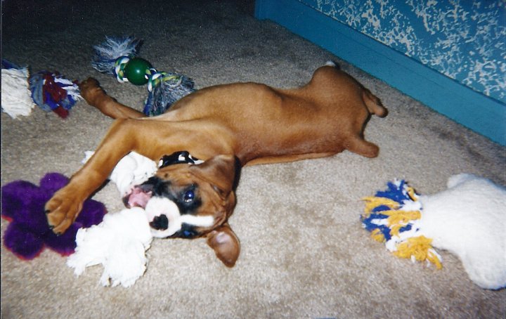 Dog Shows - More Than Just Fancy Dogs - Pro Pet Hero