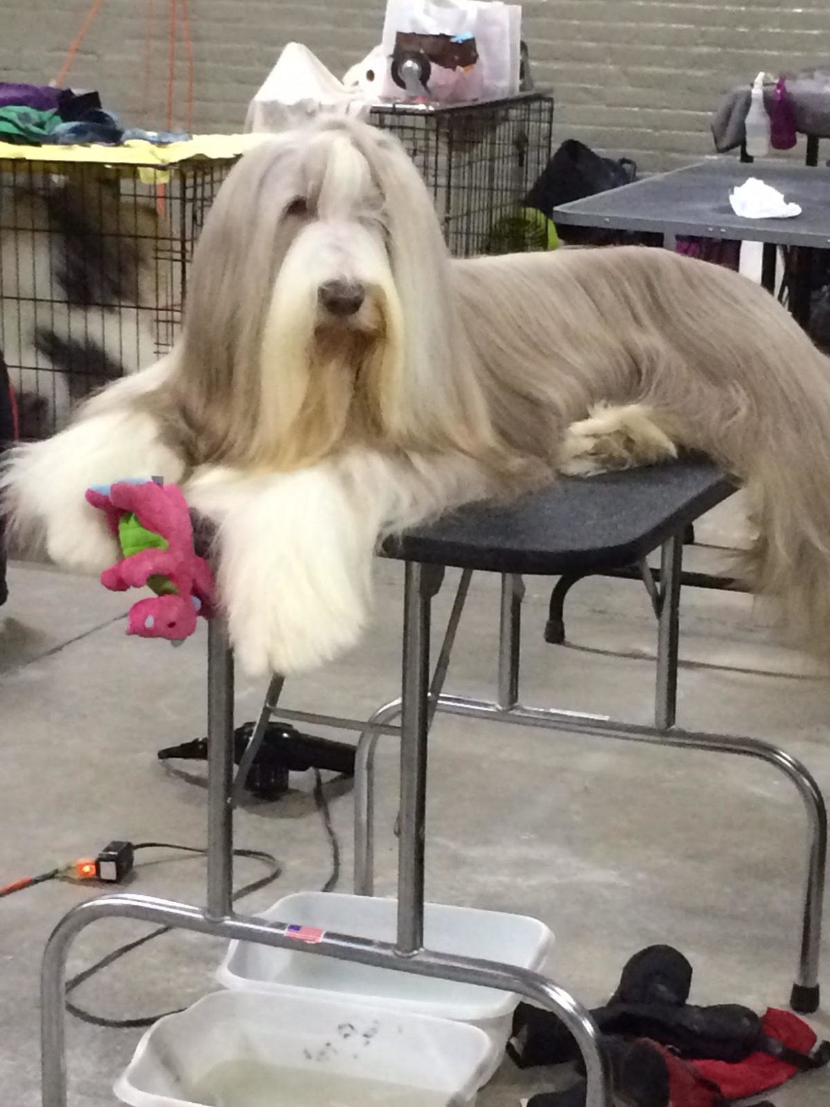 Dog Shows - More Than Just Fancy Dogs - Pro Pet Hero