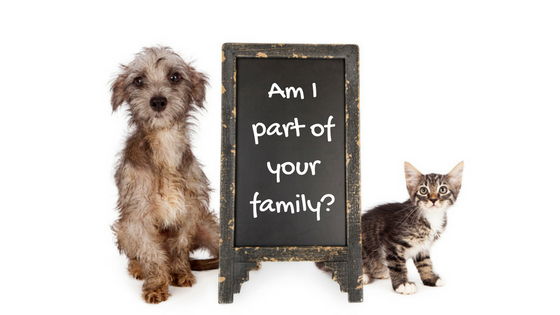 Why Do We Share Our Lives With Pets? - Pro Pet Hero