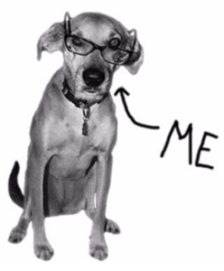 Dear Mishu - What is the Most Important Thing Dog Owners Should Know ...