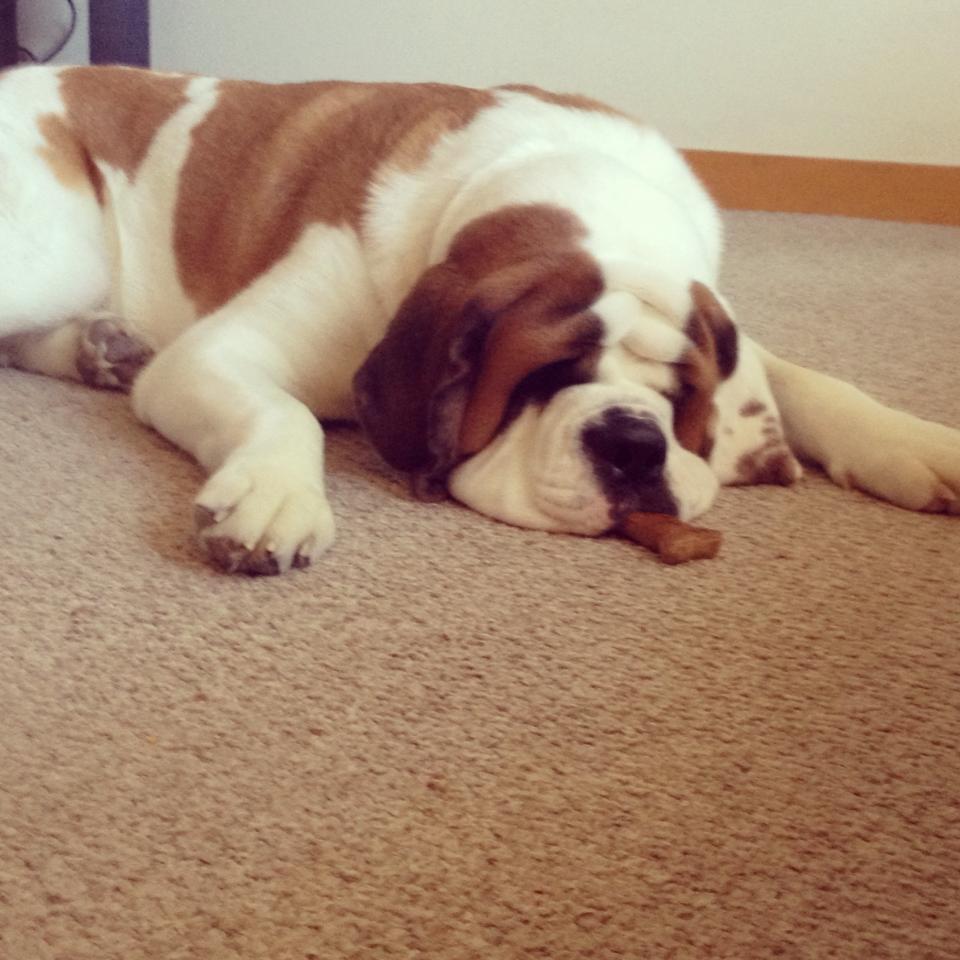 Pet First Aid Awareness Month - Choking - Pro Pet Hero