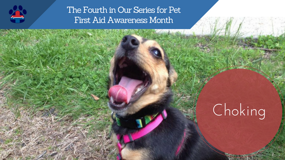 Pet First Aid Awareness Month - Choking - Pro Pet Hero