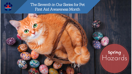 Pet First Aid Awareness Month - Spring Holiday Hazards - Pro Pet Hero