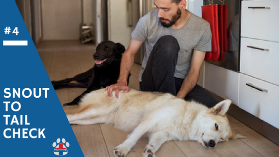 10 Things to Do with Your Dog Right Now - Pro Pet Hero