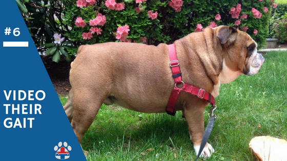 10 Things to Do with Your Dog Right Now - Pro Pet Hero