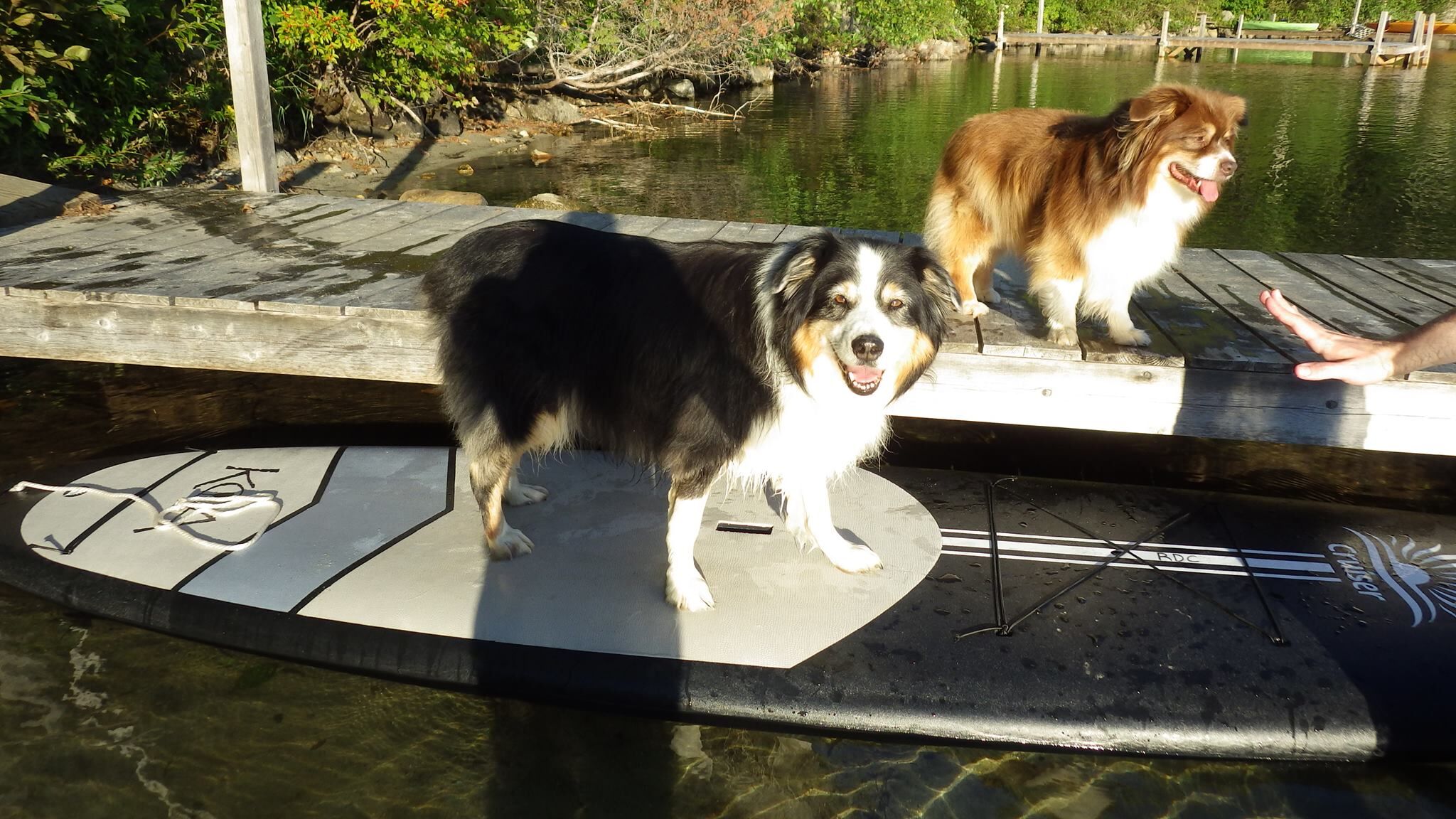 SUP with Your Pup - Stand Up Paddle - Pro Pet Hero