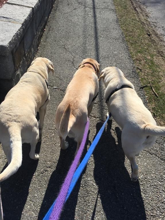 How to Tell If Your Pet Is Fat - Pro Pet Hero