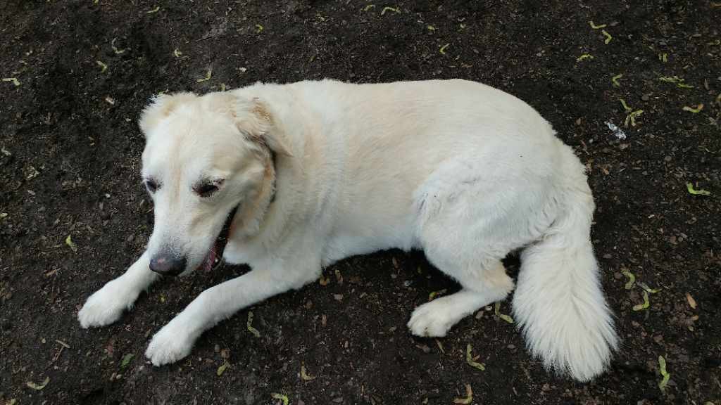 How to Tell If Your Pet Is Fat - Pro Pet Hero