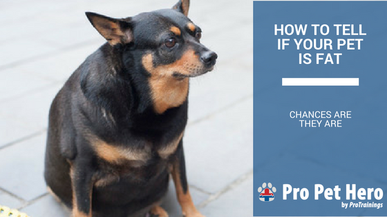 How to Tell If Your Pet Is Fat - Pro Pet Hero