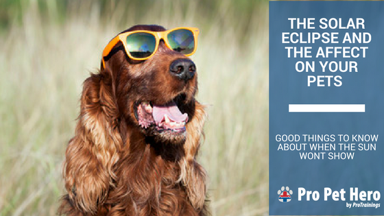 Will My Pets Be Affected by the Solar Eclipse? - Pro Pet Hero