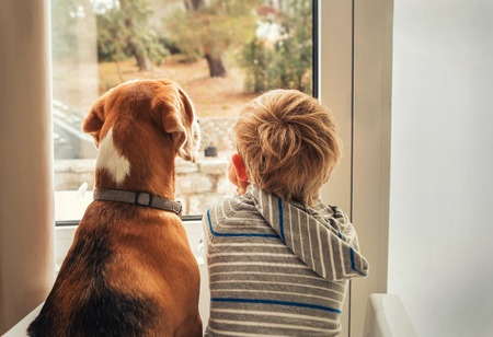 How Do You Know When It's Time to Let Your Pet Go? - Pro Pet Hero