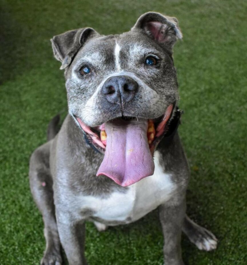 Tips to Help Your Pet Live a Longer and Healthier Life - Pro Pet Hero