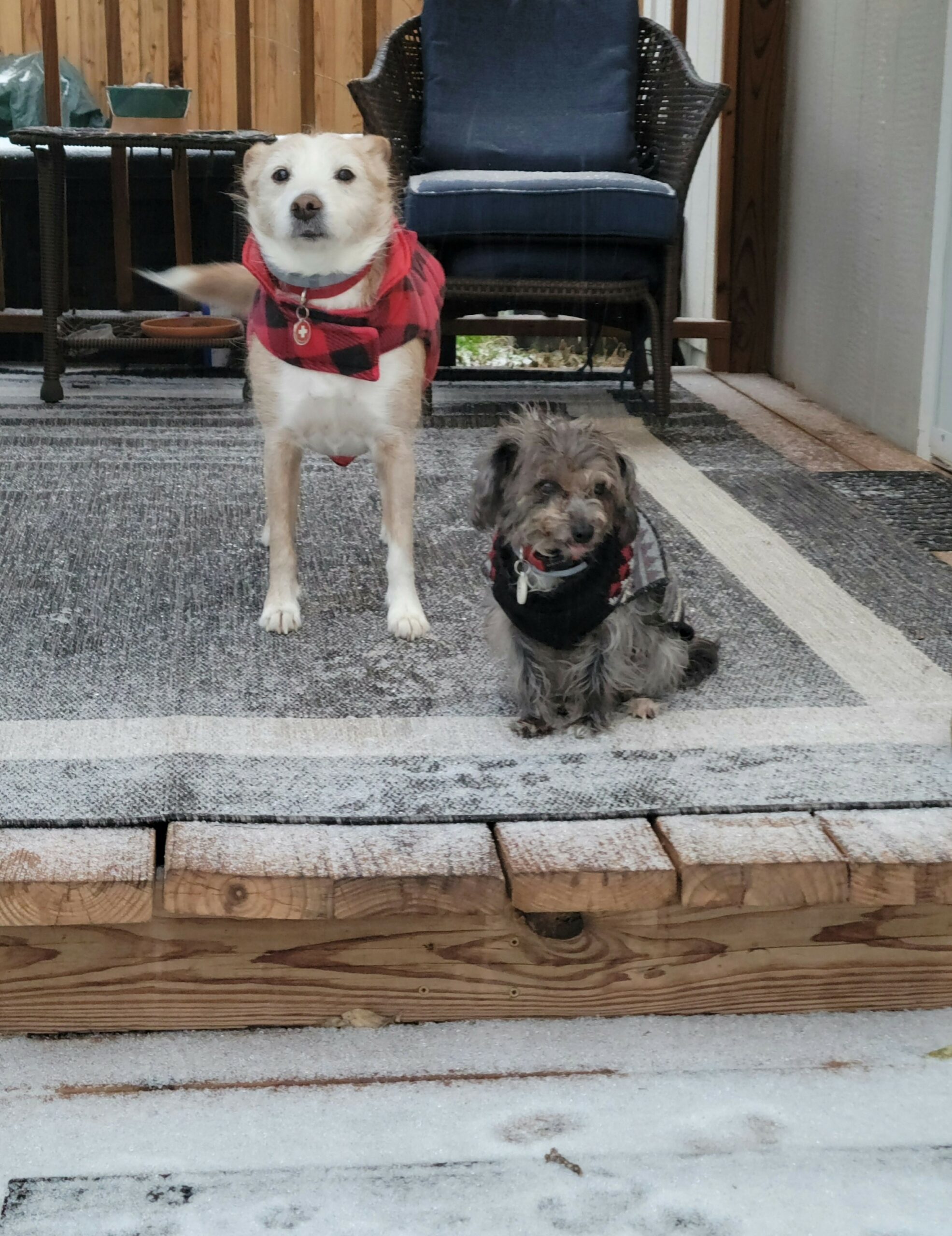 The Brrr is On: Protect Your Pet From Exposure to Freezing Temperature - Pro Pet Hero