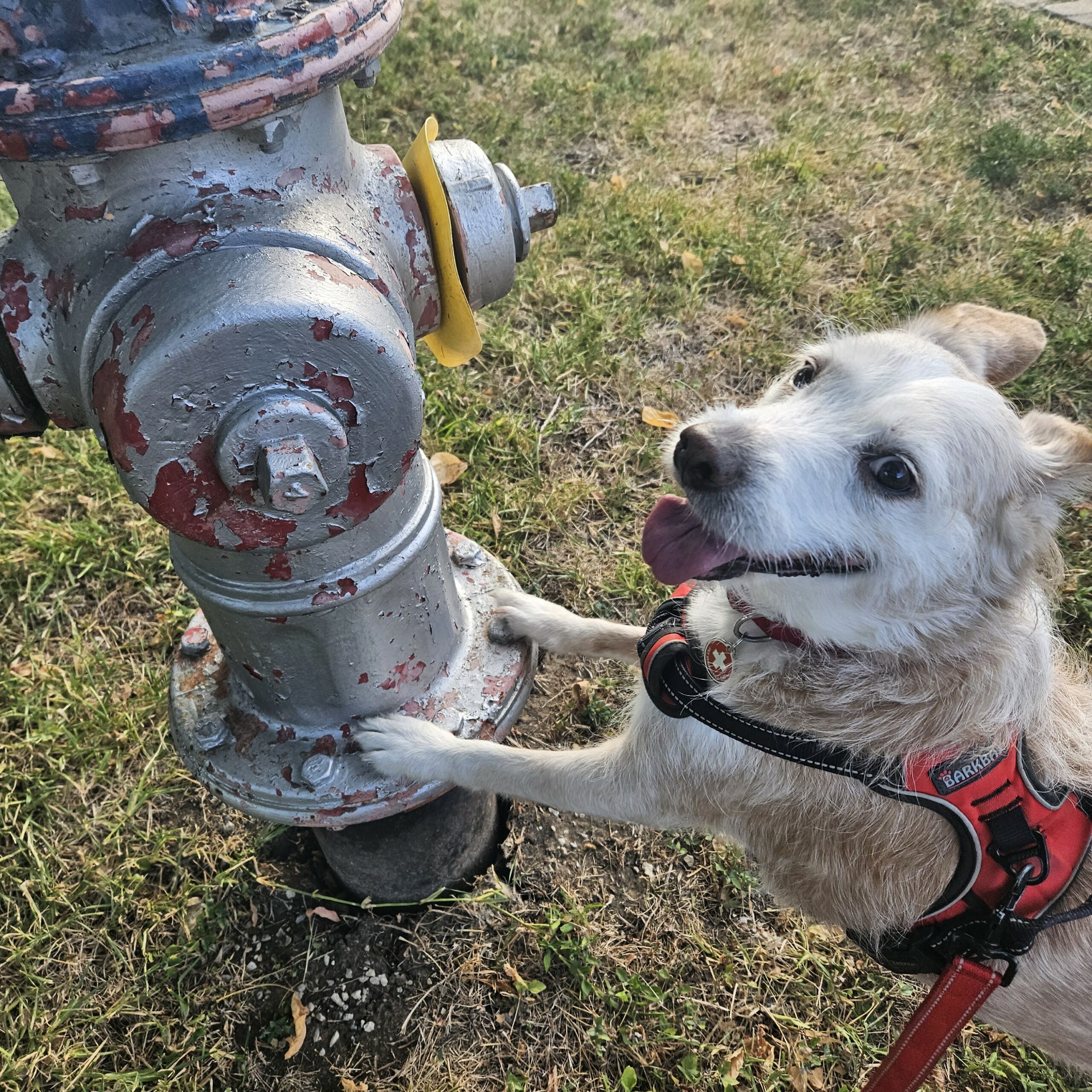 Jazz up Dog Walks With Parkour - Pro Pet Hero